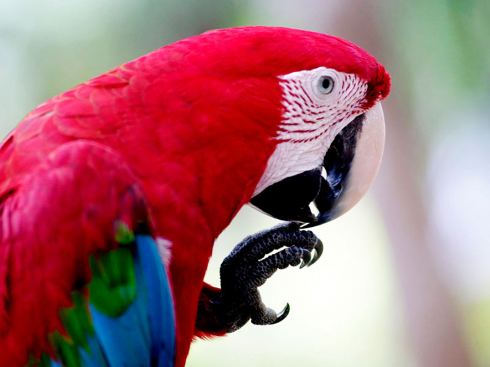 PACOTE PARA AMAZÔNIA EM 6 DIAS - Pacotes E Roteiros Especiais